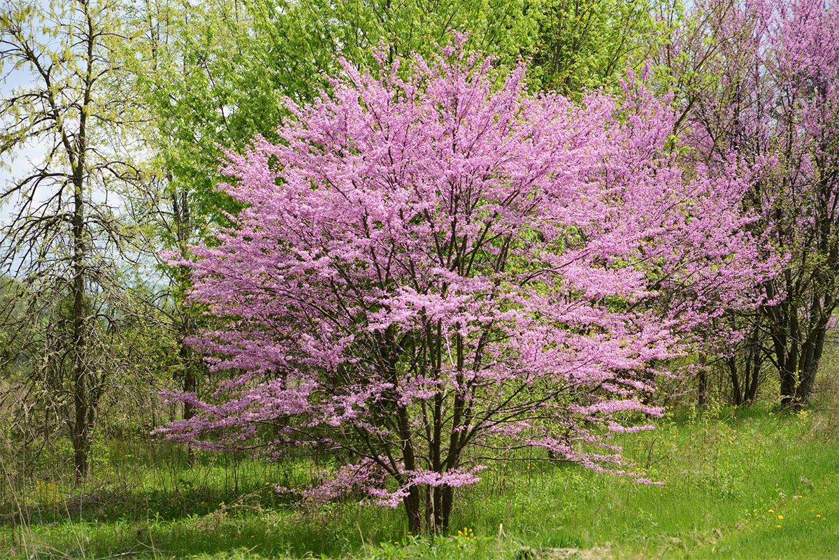 A Redbud Revival – Lion Magazine